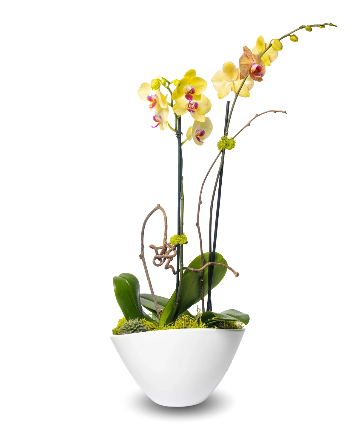 Elegant Mixed Yellow Orchid Arrangement - The Orchid House Miami ...
