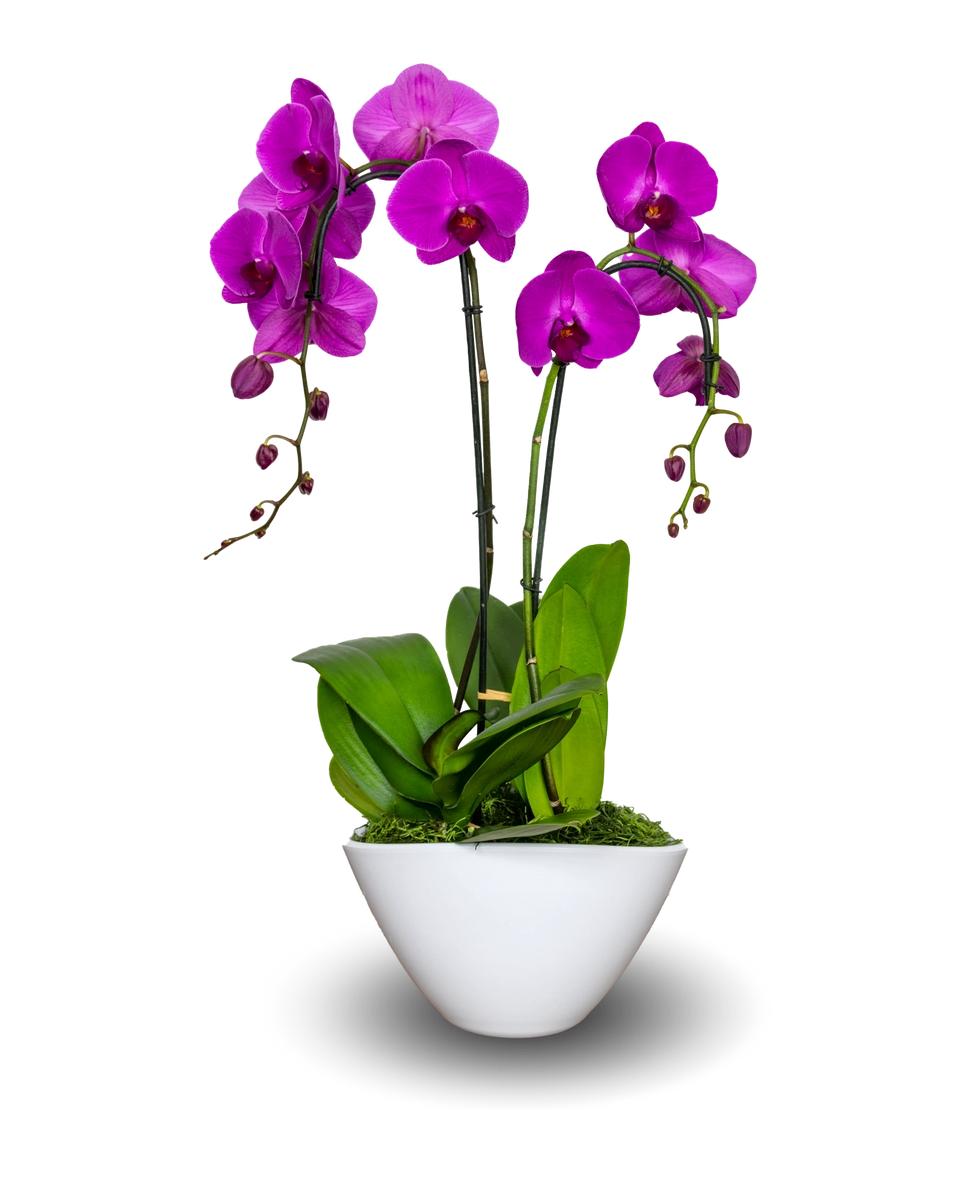 Elegant Full Color Purple Orchid Arrangement - The Orchid House Miami ...